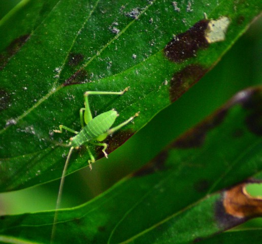 Les insectes du jardin ,biodiversités ,mini jardin, faune du jardin